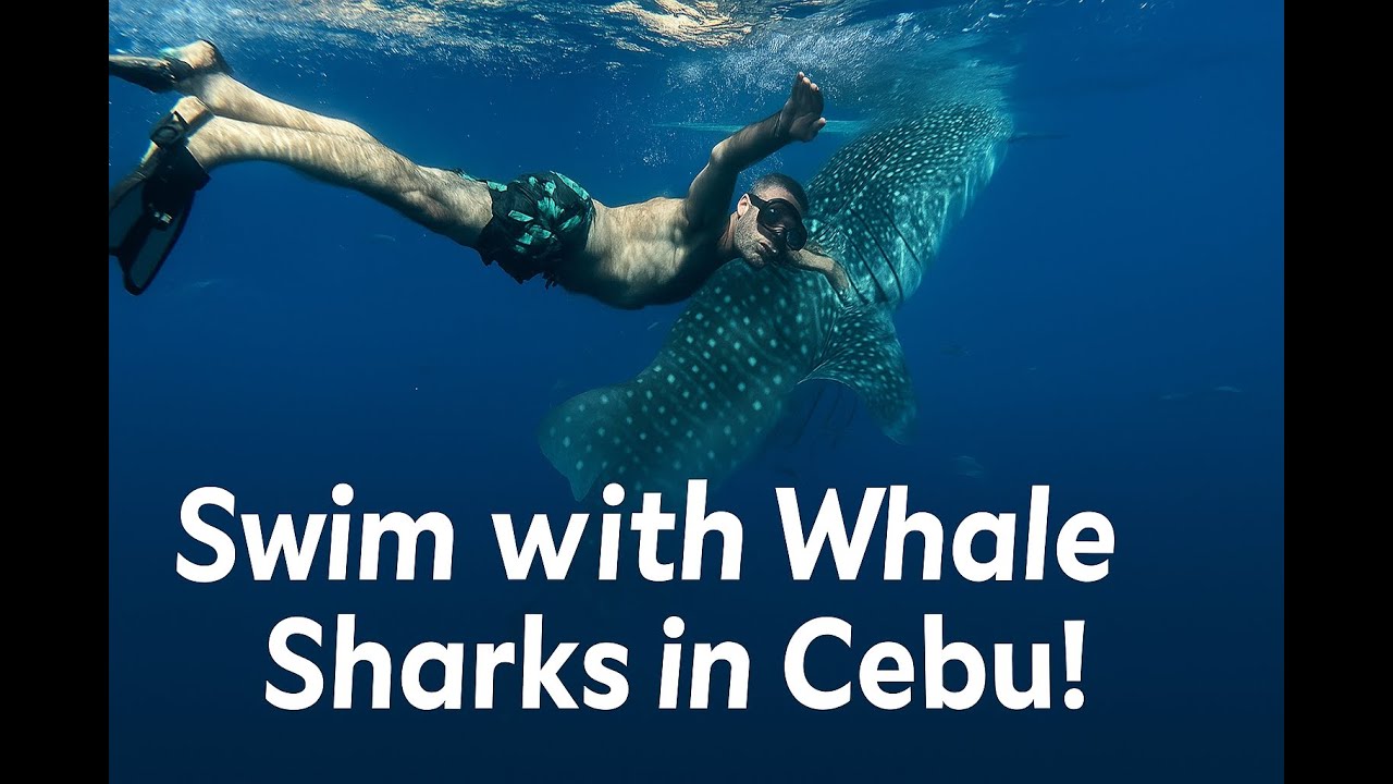 Whale shark / Butanding Watching and Swimming in Oslob, Cebu - YouTube