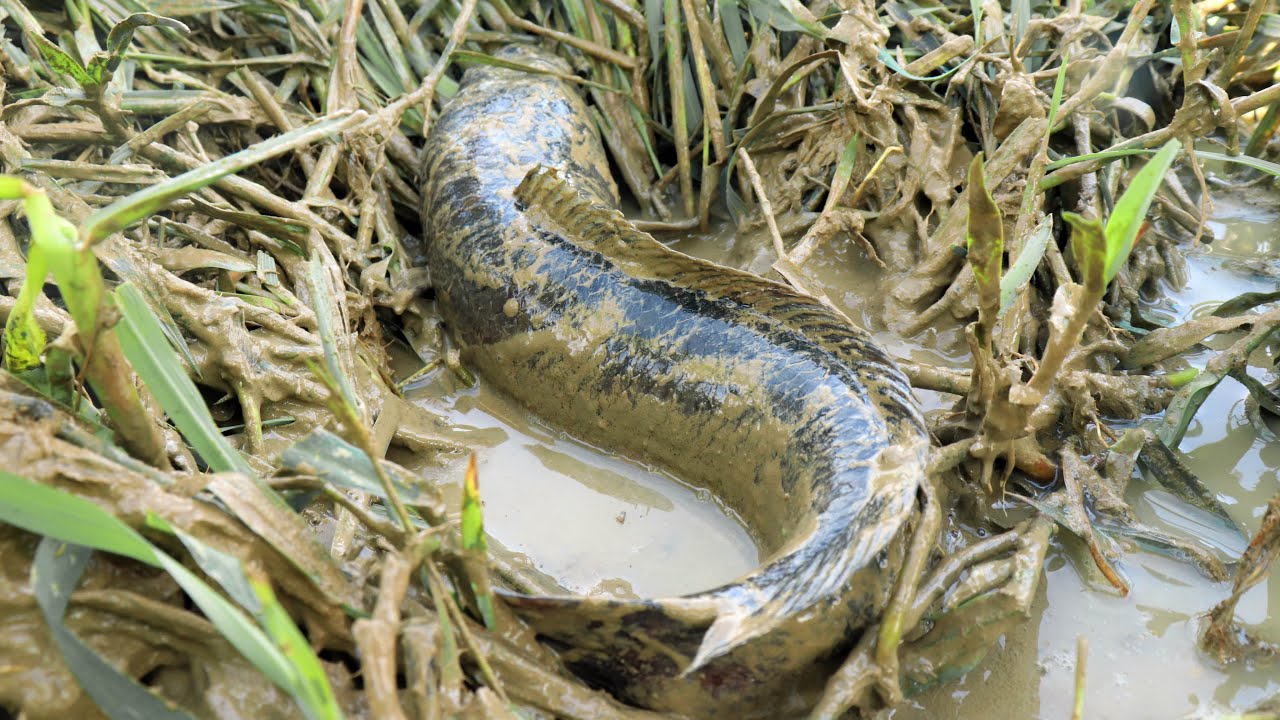 Unbelievable! Find & Catching Snakehead Fish Live in Mud Under the ...