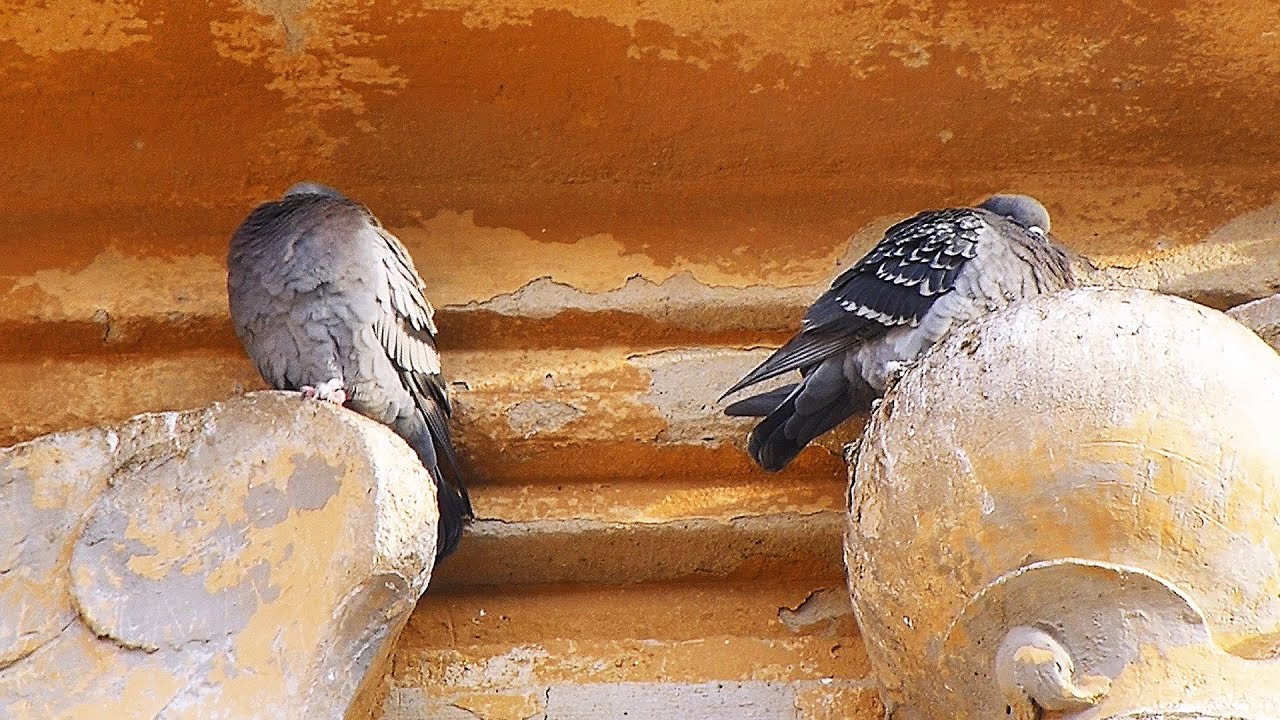 Fluffy Pigeons Hiding from Cold - Holubi schovávající se před mrazem ...