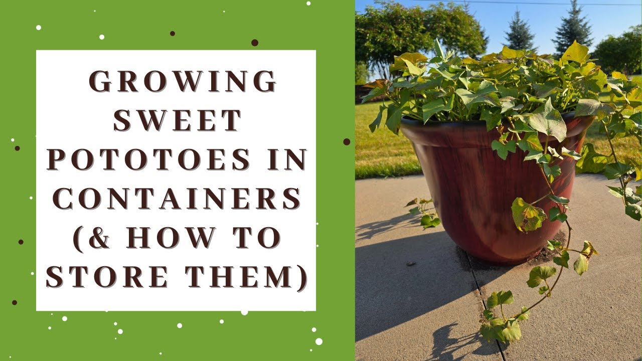 Growing sweet potatoes in containers and how to store them to make your ...
