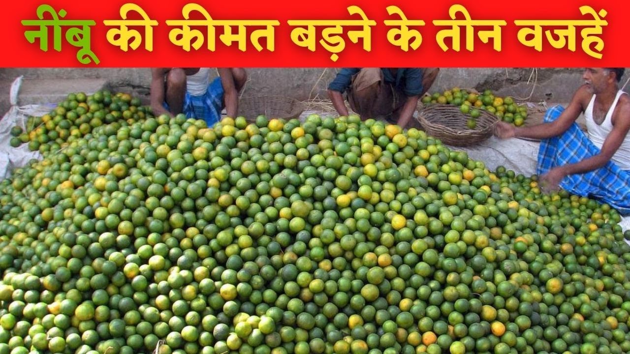 Lemons more expensive than petrol? | Why are lemons so expensive in ...