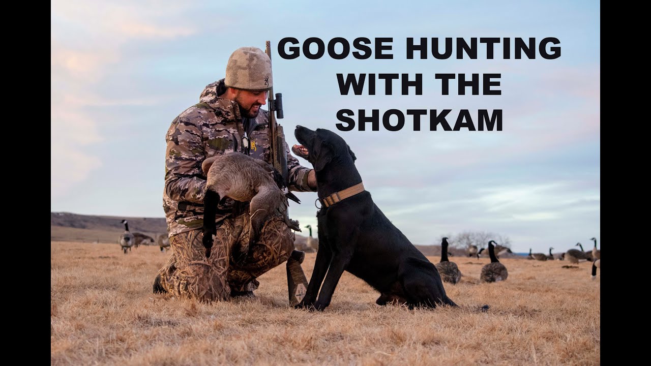 Revolutionize Your Goose Hunting with Shotkam: Expert Tips Revealed ...
