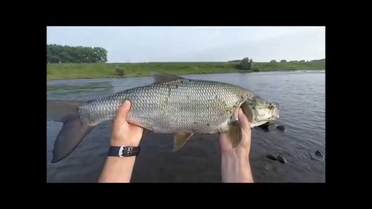 Top Water Asp Fishing__GoPro - YouTube