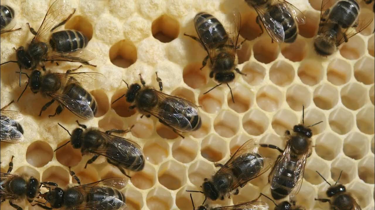 The Ouessant Black Bee, a European native honeybee - YouTube
