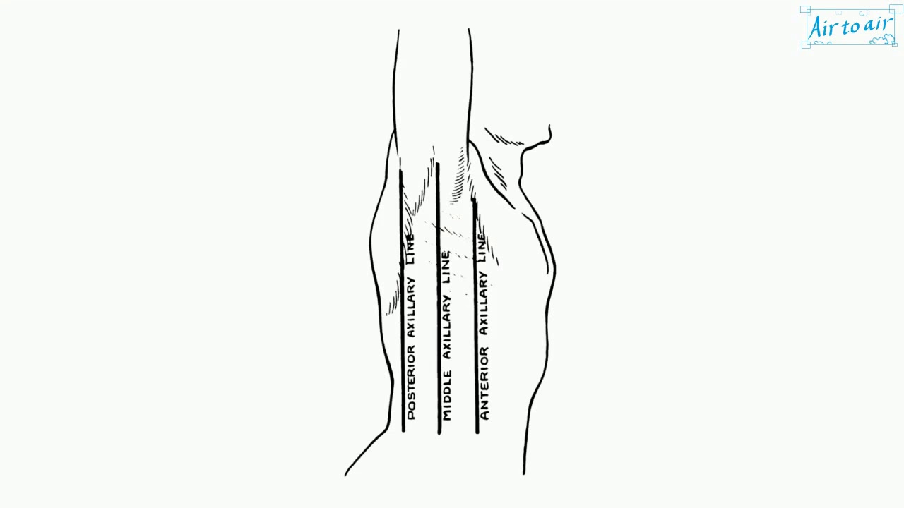 posterior axillary line (English) - Medical terminology for medical ...
