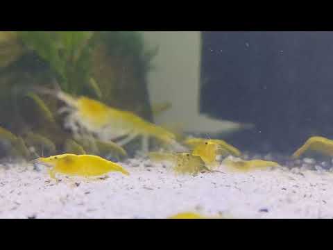 Yellow Golden Back Neocaridina Shrimp up close and Personal - YouTube