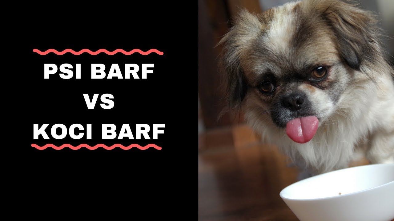 Barf psi vs barf koci - YouTube