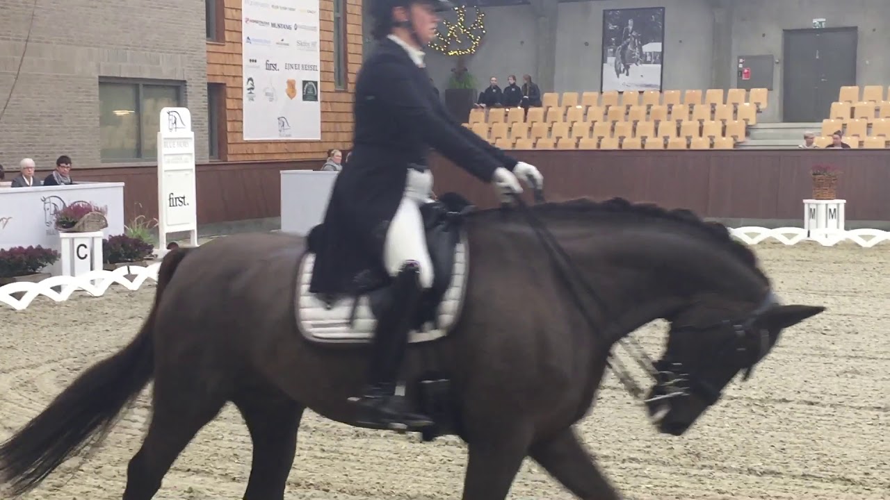 Tailormade Red Rebel Intermediate I CDI BlueHors - YouTube