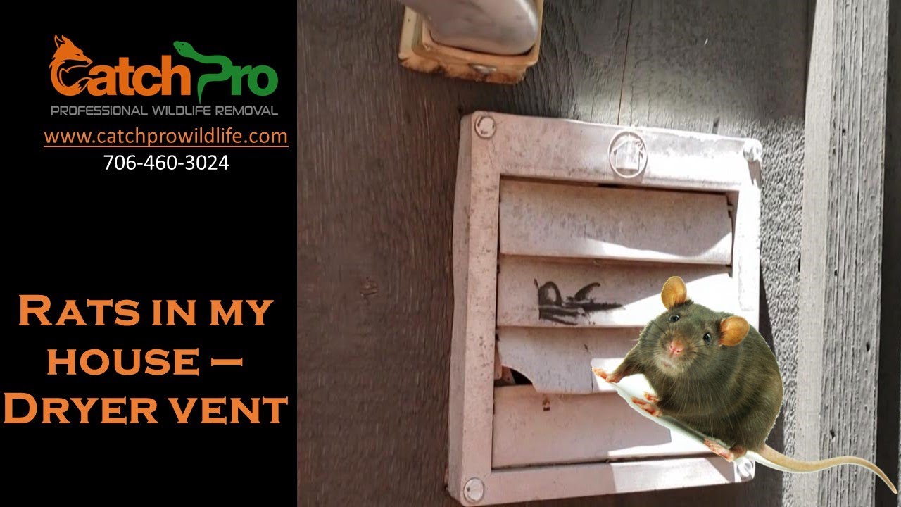 Rats in my House - Dryer Vent Replacement - CatchPro Wildlife Removal ...