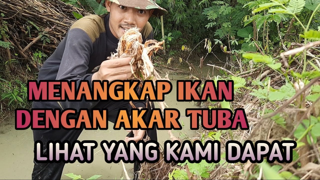 Kehidupan desa | Menangkap ikan menggunakan akar tuba dan bubu - YouTube