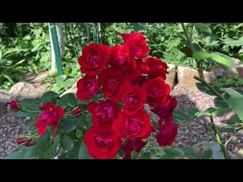 Роза Мерхенцаубер🧚🏻‍♀️🧚🏻‍♀️🧚🏻‍♀️ заканчивается первая волна цветения ...