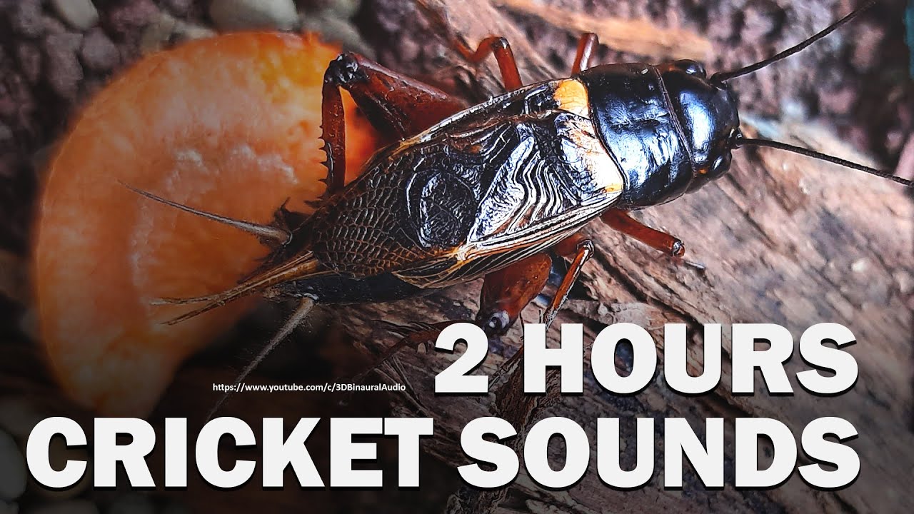 Two Crickets Chirp Sounds for Two Hours Right on Your Ears - YouTube