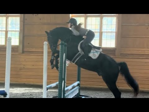 Young horse training jumping - YouTube
