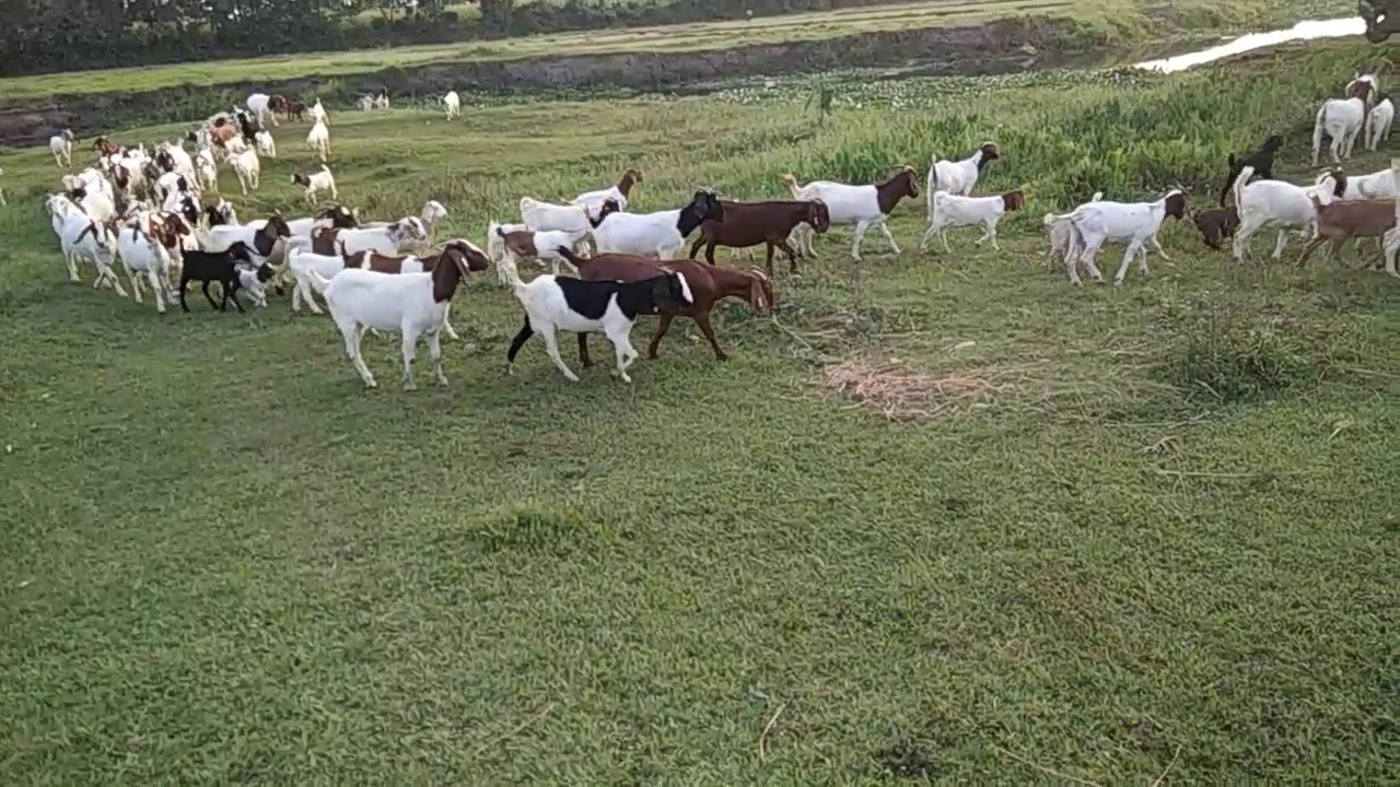 Goats farming in nepal - YouTube