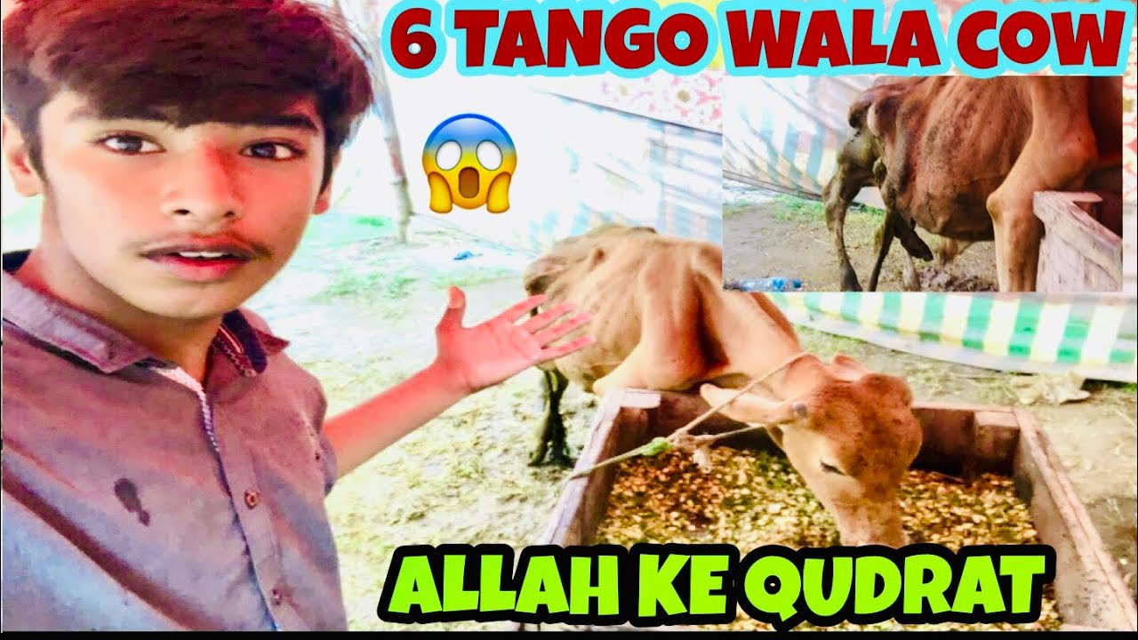 Allah akbar! 6 tango wali cow 😱| 6 legs cow😱😱| VLOG - YouTube