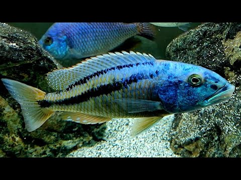 FISH FEATURE ARISTOCHROMIS CHRISTYI "MALAWI HAWK" - YouTube