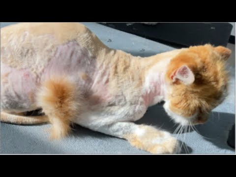 Grooming this Severely Matted Cat was Heartbreaking. - YouTube