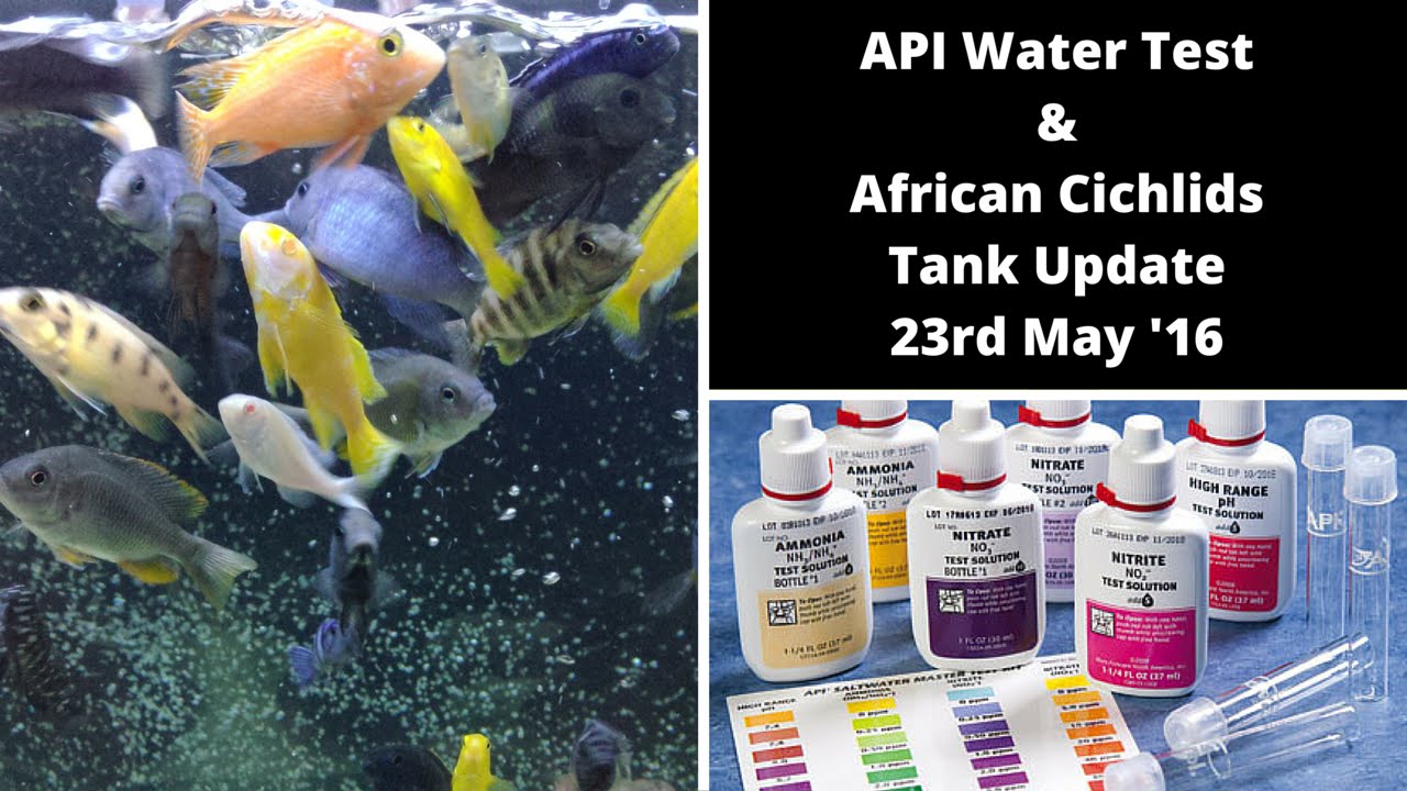 API Water Test & African Cichlids Tank update - 23-May-16 [RE-UPLOADED ...