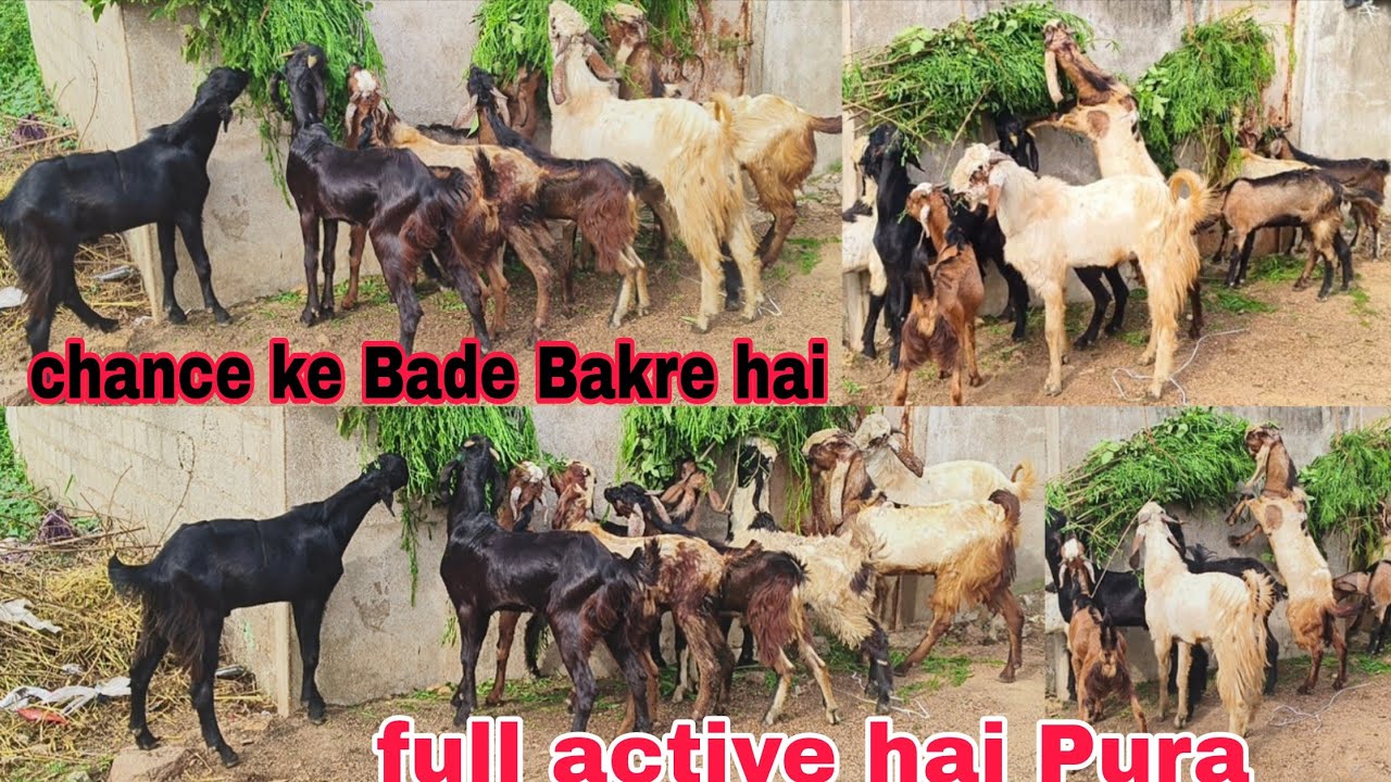 Aaj pure chance ke bade bakaron ka lot hai available full black male available in Hyderabad ...