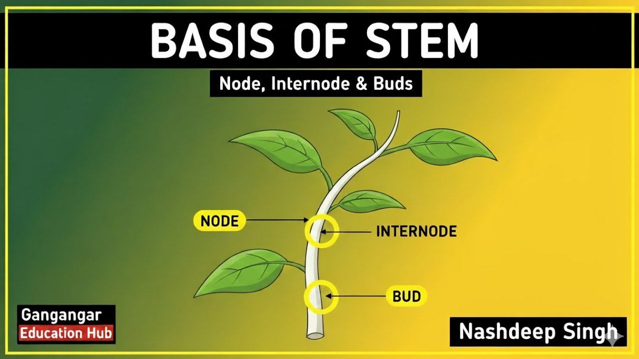 Morphology of Stem | Node and Internode | Apical Bud and Axillary Bud ...