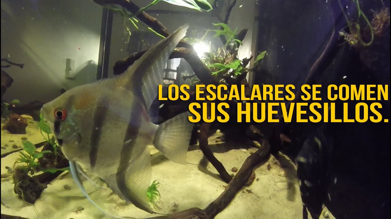 Asi Se Encuentra El Acuario Amazonico - YouTube