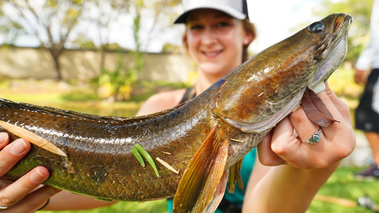 SNAKEHEAD FISHING!! - Florida EXOTIC Bucket List Fish - YouTube