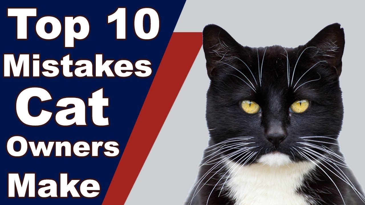 Top 10 Common Mistakes Cat Owners Make - YouTube