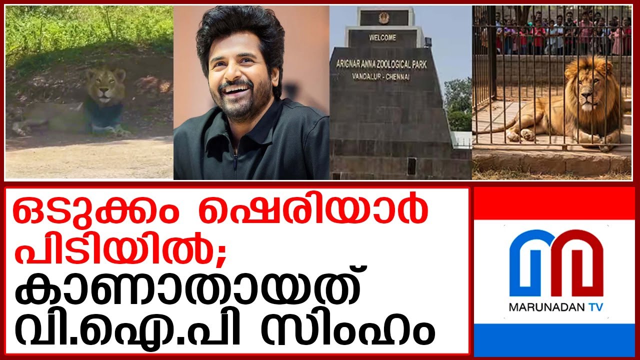 വണ്ടല്ലൂരിൽ കാണാതായ സിംഹത്തെ കണ്ടെത്തി | Missing lion from Vandalur ...