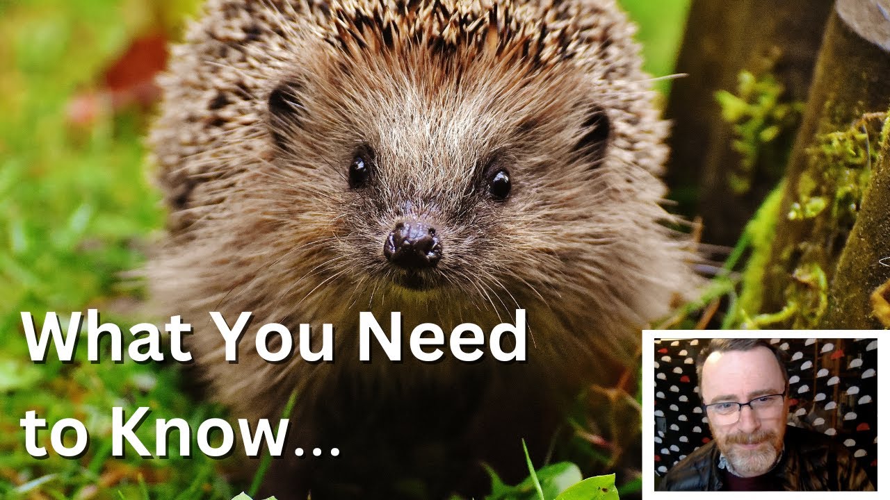 The Hedgehog Highway: A Step Towards Protecting Our Hedgehogs with Hugh ...