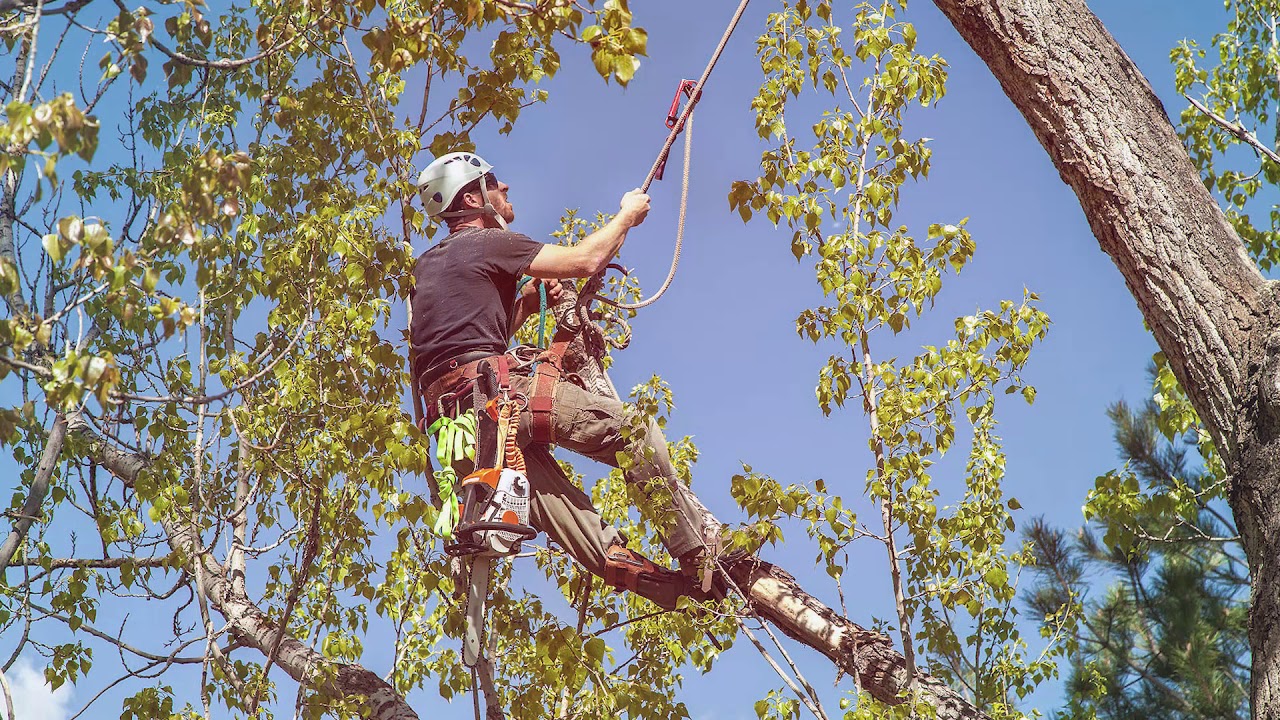 J and J Custom Tree Service - YouTube