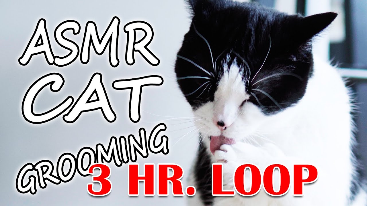 🎧 ASMR Cat Grooming #41 (3 HOUR LOOP) - YouTube
