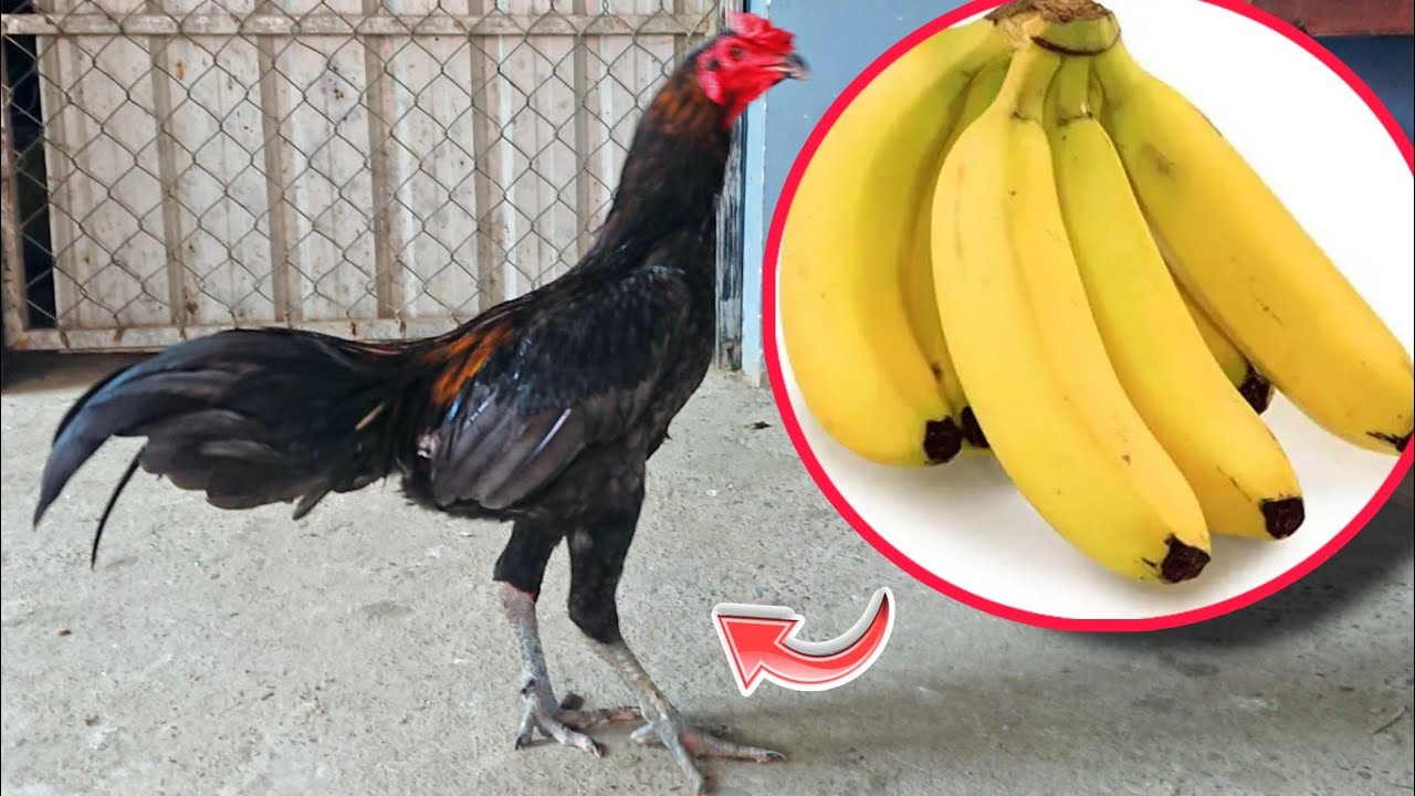 HOW TO TAKE CARE OF A ROOSTER WITH A BANANA TO FEED IT.. - YouTube