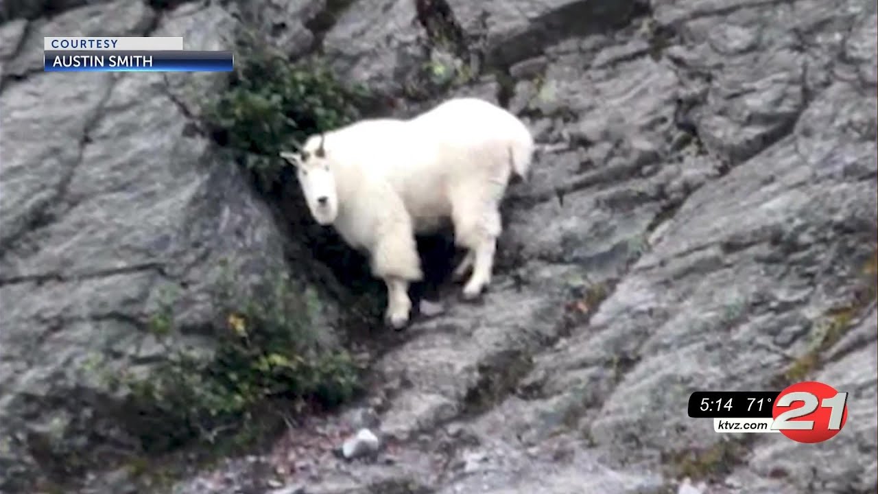 Mountain Goats Falling