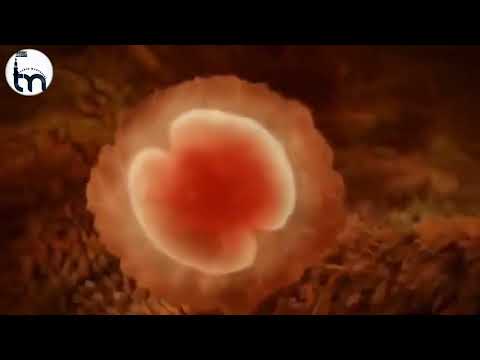 Seni bir Damla sudan yaratan Rabbini nasıl inkar edersin...