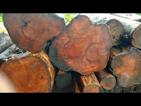 Ga Roto..!! Kayu Abot Pating Prekol - awi Sampe Ngeden Jare Abot Tenan..!!