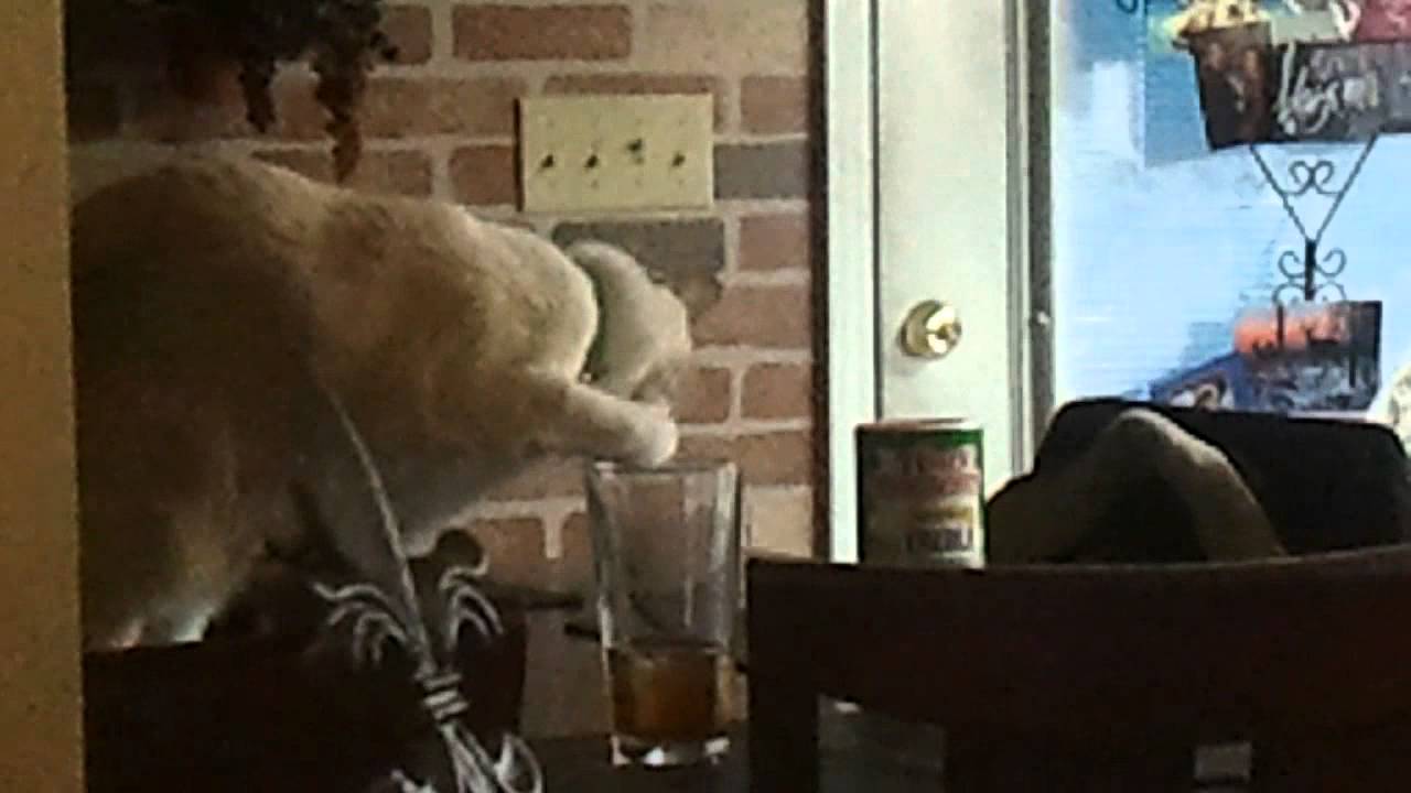 Bella drinking sweet tea video-2012-12-29-16-46-26 - YouTube