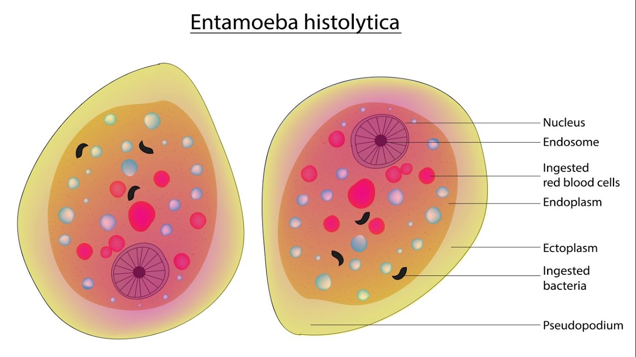 Entamoeba histolytica: Life Cycle, Symptoms, Treatment and Prevention ...