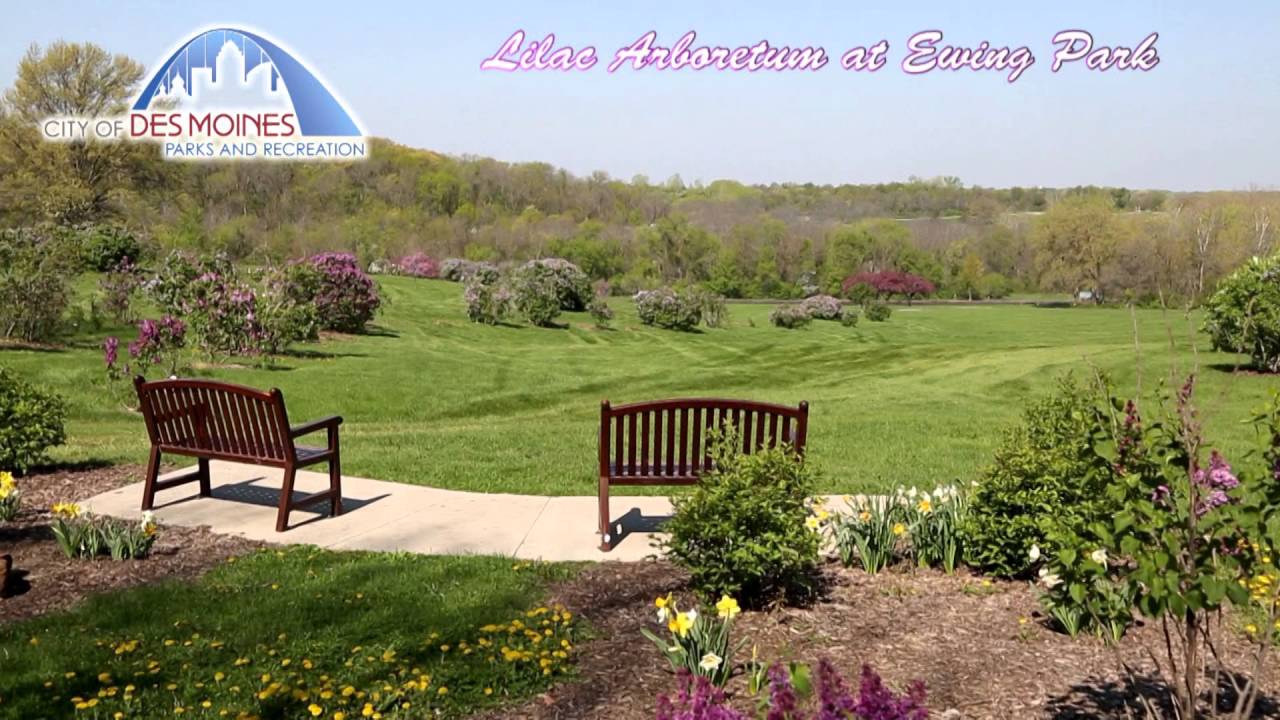 Take in the Beauty of of the Ewing Park Lilac Arboretum - YouTube