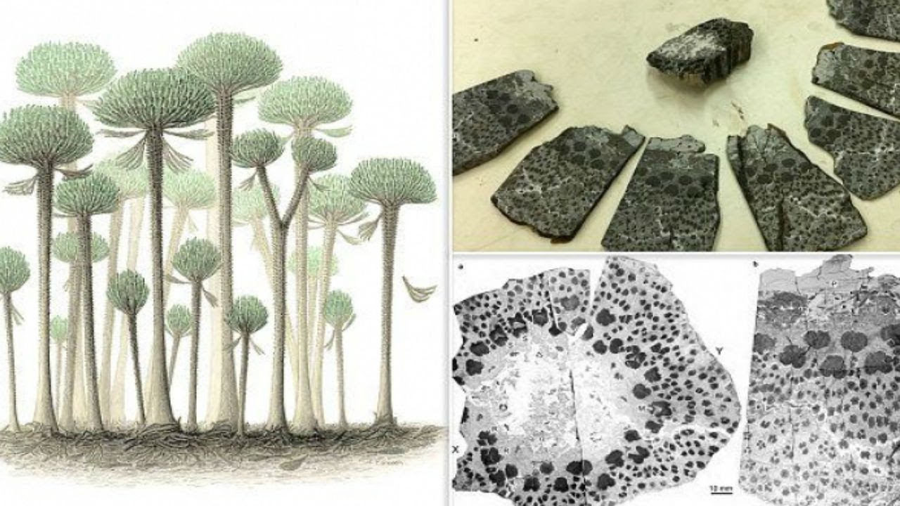 Newly Discovered Tree Fossils Supports Creation And The Bible. - YouTube