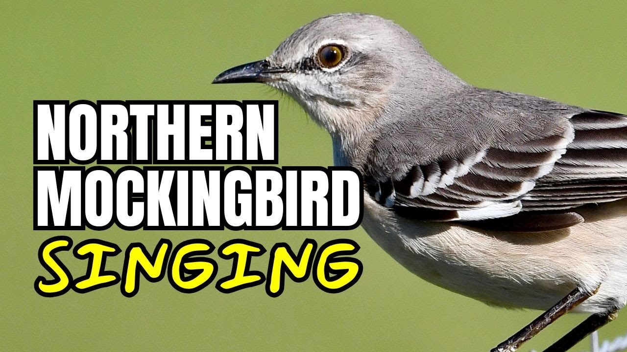 Mockingbird Singing His Heart Out in My Backyard 🎶 - YouTube