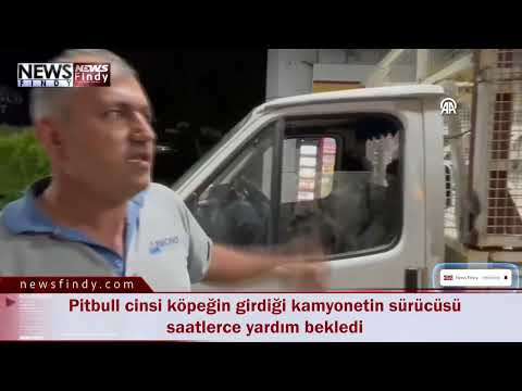 Aydın'da Pitbull cinsi köpeğin girdiği kamyonetin sürücüsü saatlerce yardım bekledi