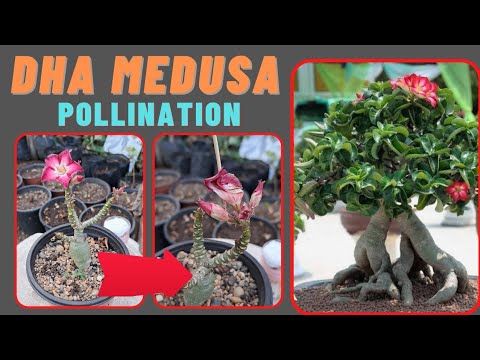 Adenium Pollination | adenium dha medusa Pollination | Hand Pollinating ...