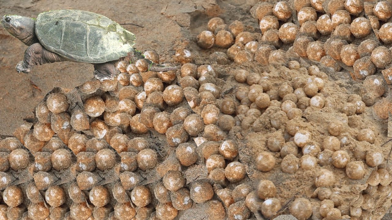 Sea Turtle Mother Laying 1001 Eggs - Kadal Tv - YouTube