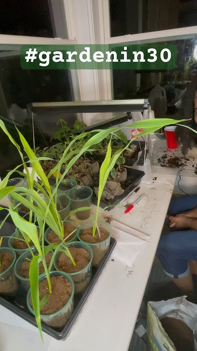 Potting up some seedlings for my #gardenin30 #garden #zone8a #growsomefood #springgarden # ...