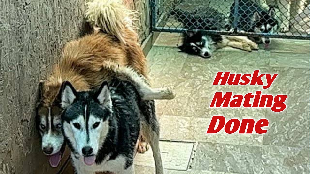 Siberian husky mating🤗 || Siberian Husky Breeding. - YouTube