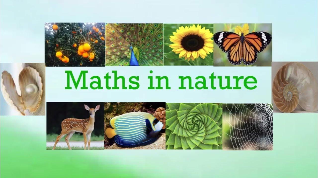 Maths in nature - YouTube