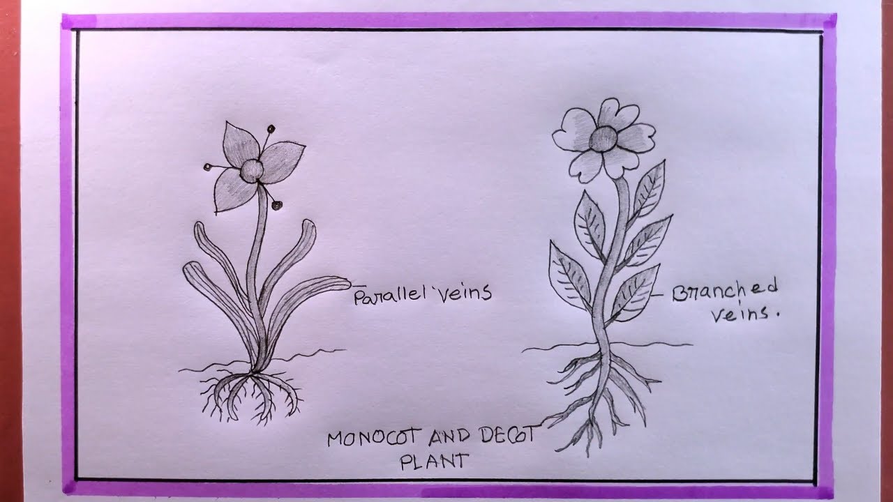 how to draw monocot and decot plant easy/monocot and decot plant ...