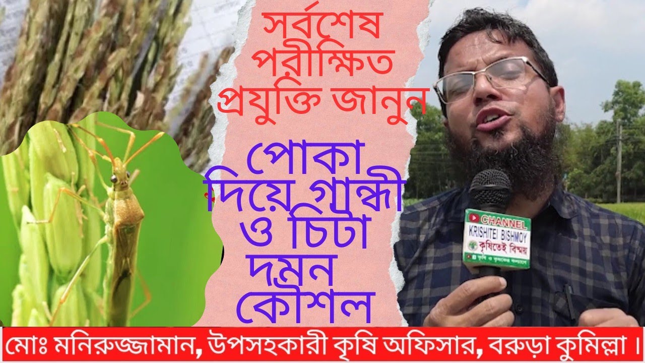 ধানের গান্ধী পোকা দমন||pest control||Rice Bug||Gundhi Bug||Black Bug ...