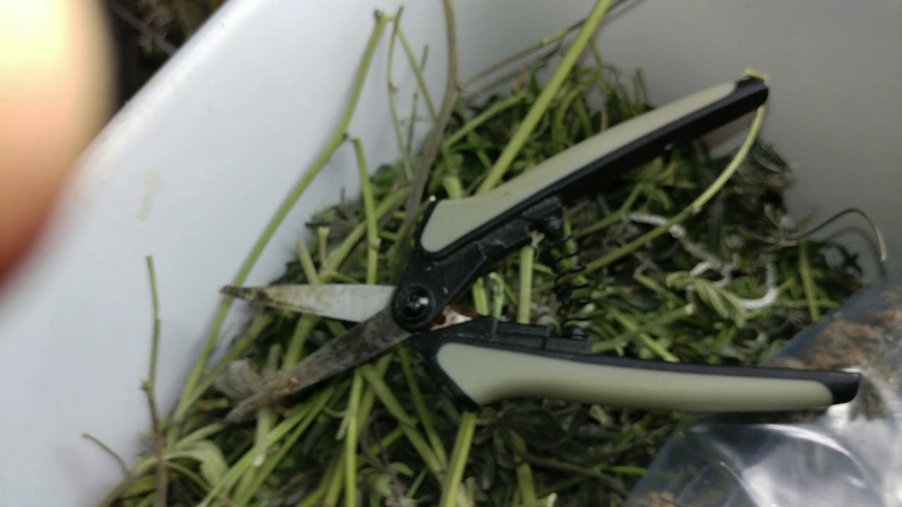 Gorilla Glue seeds alien glue - YouTube