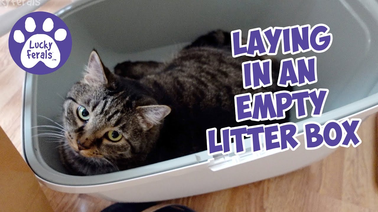 My Cat Loves Laying In An Empty Litter Box - YouTube
